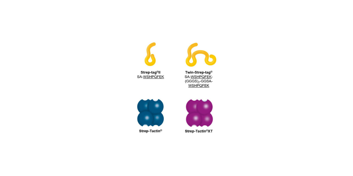 Which Affinity Tag For SPR? | Twin-Strep-Tag vs Avi-Tag?