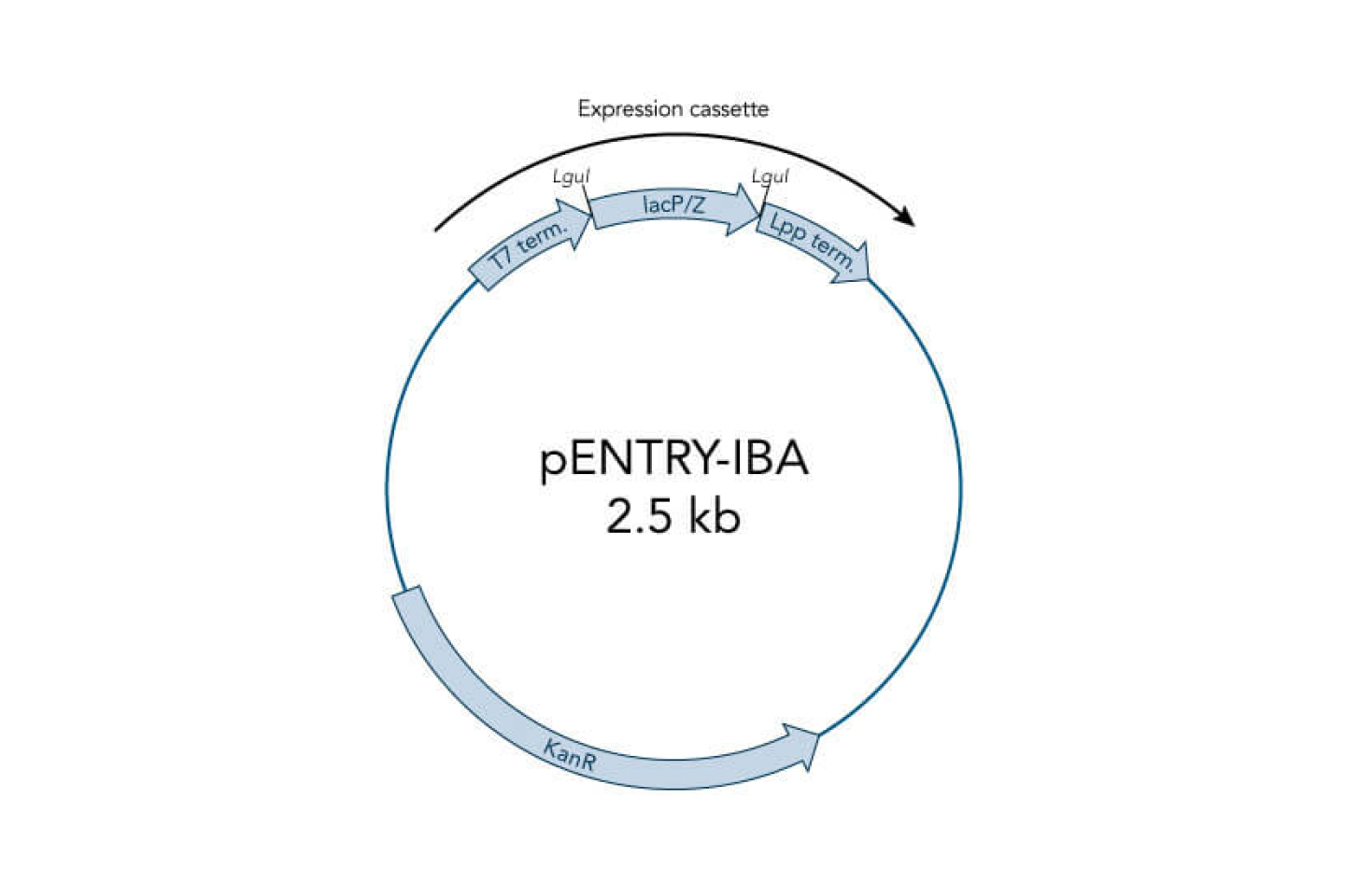 StarGate® Vectors - FB Australia