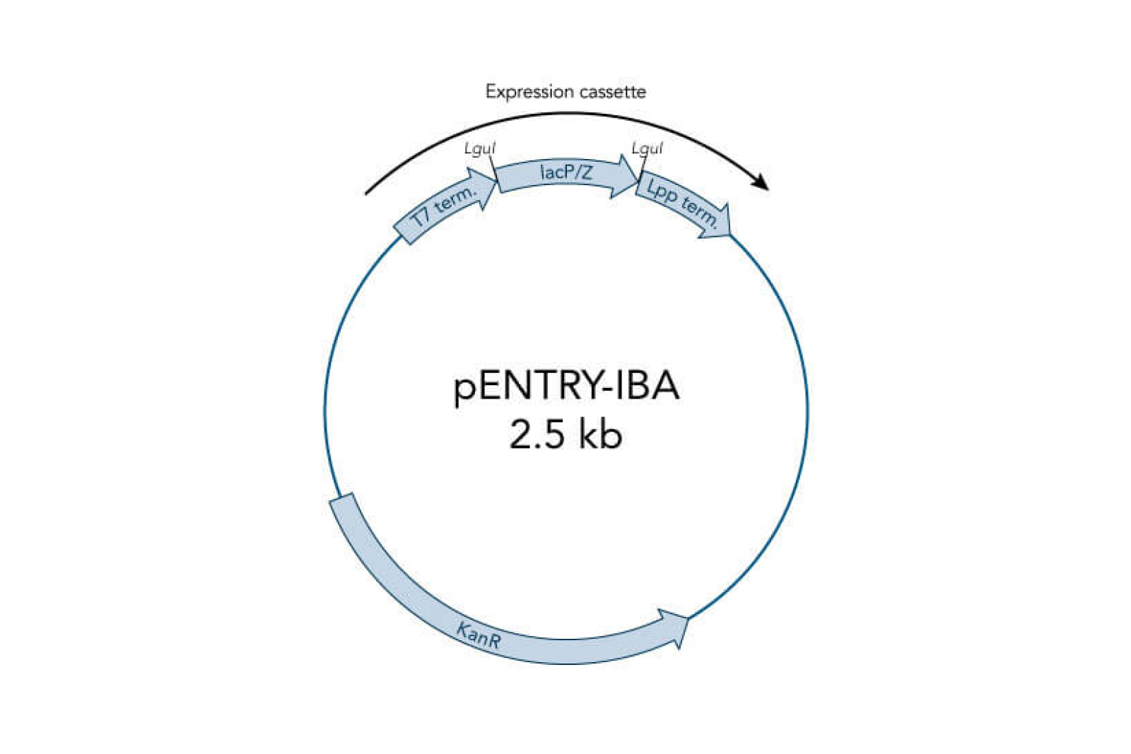 StarGate® Vectors - FB Australia